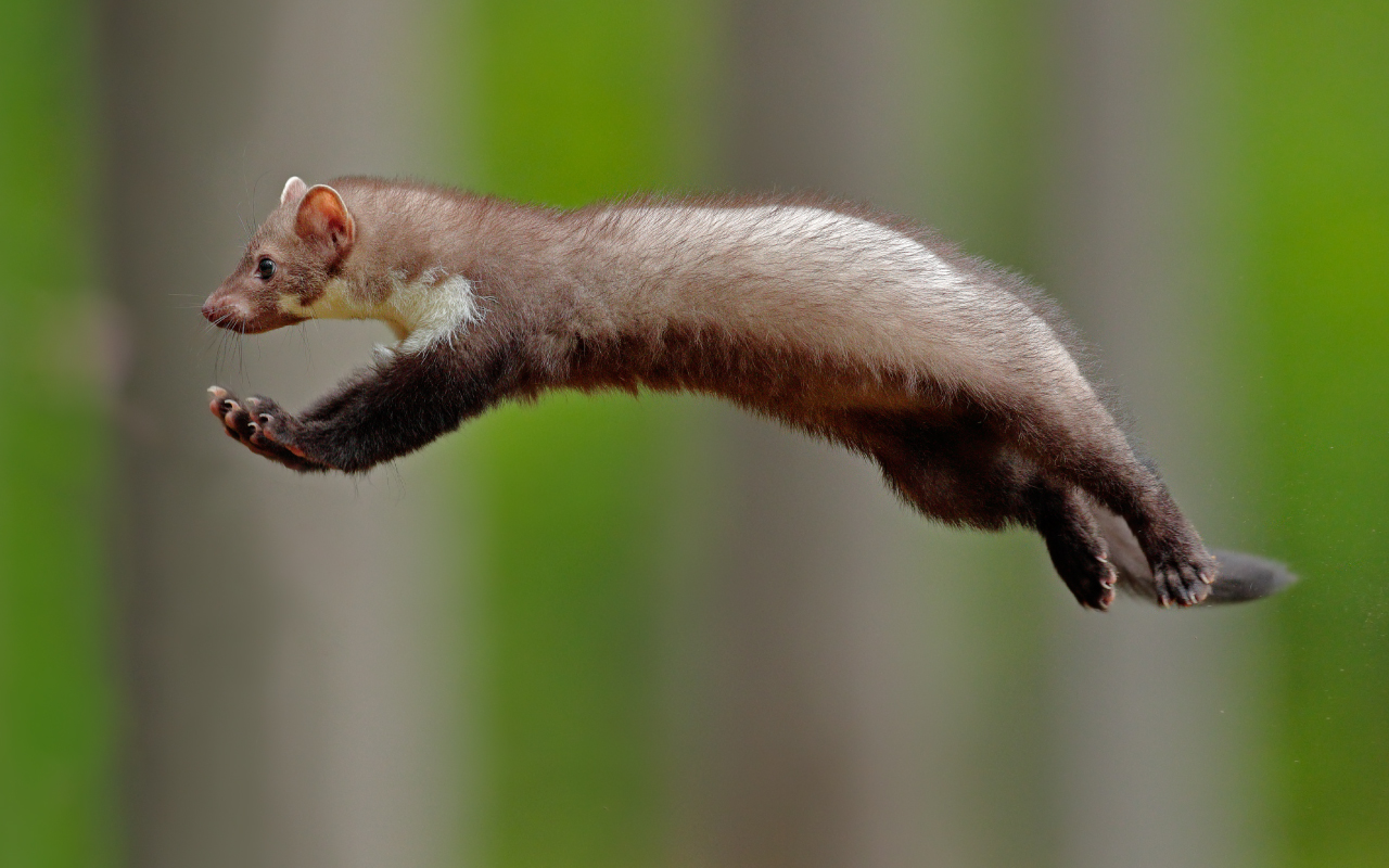 Mår på loftet - Den typiske mår på loftet kaldes for husmår (Martes)